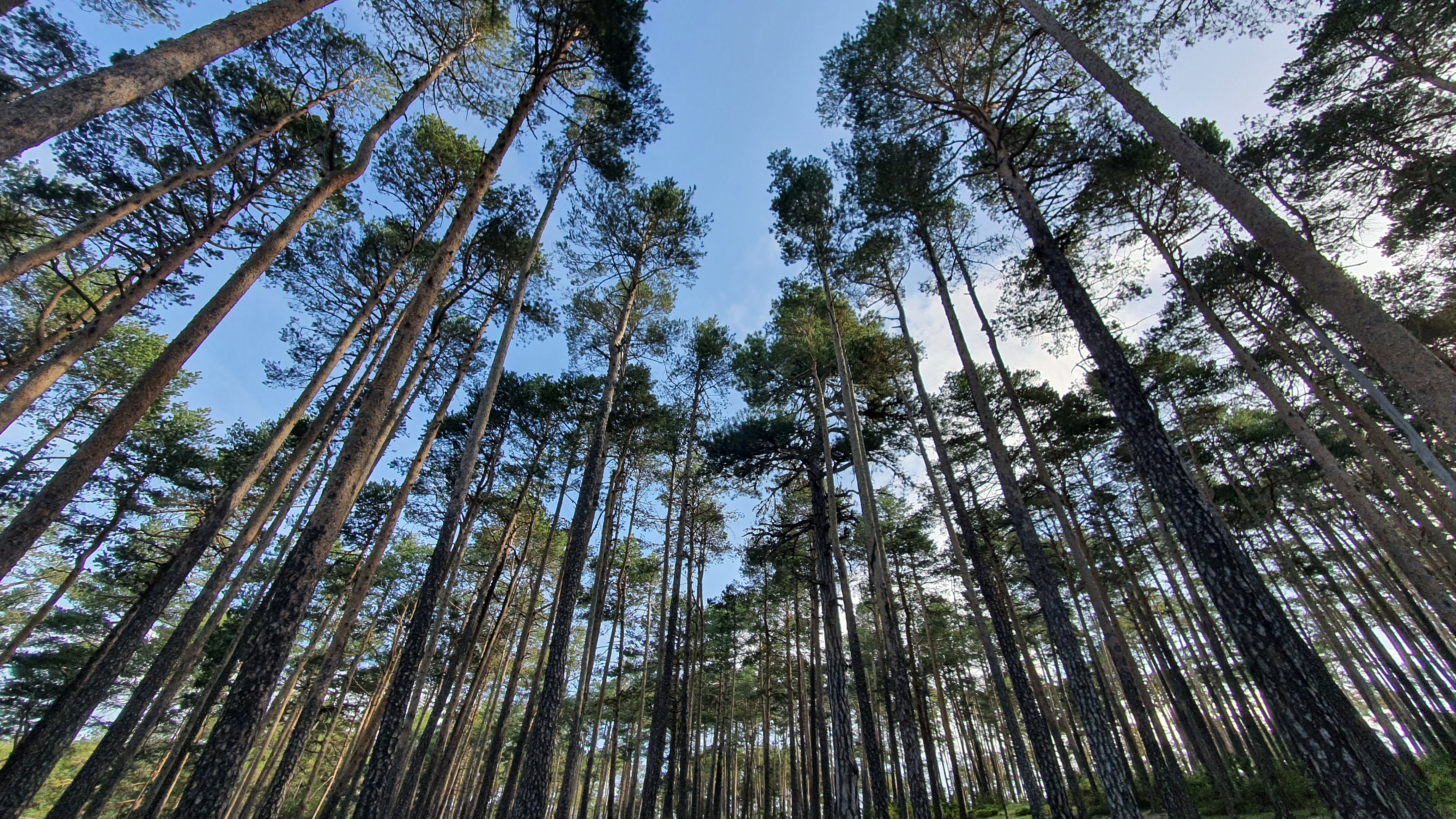 La modernización del sector forestal en los Montes Universales-Alto ...